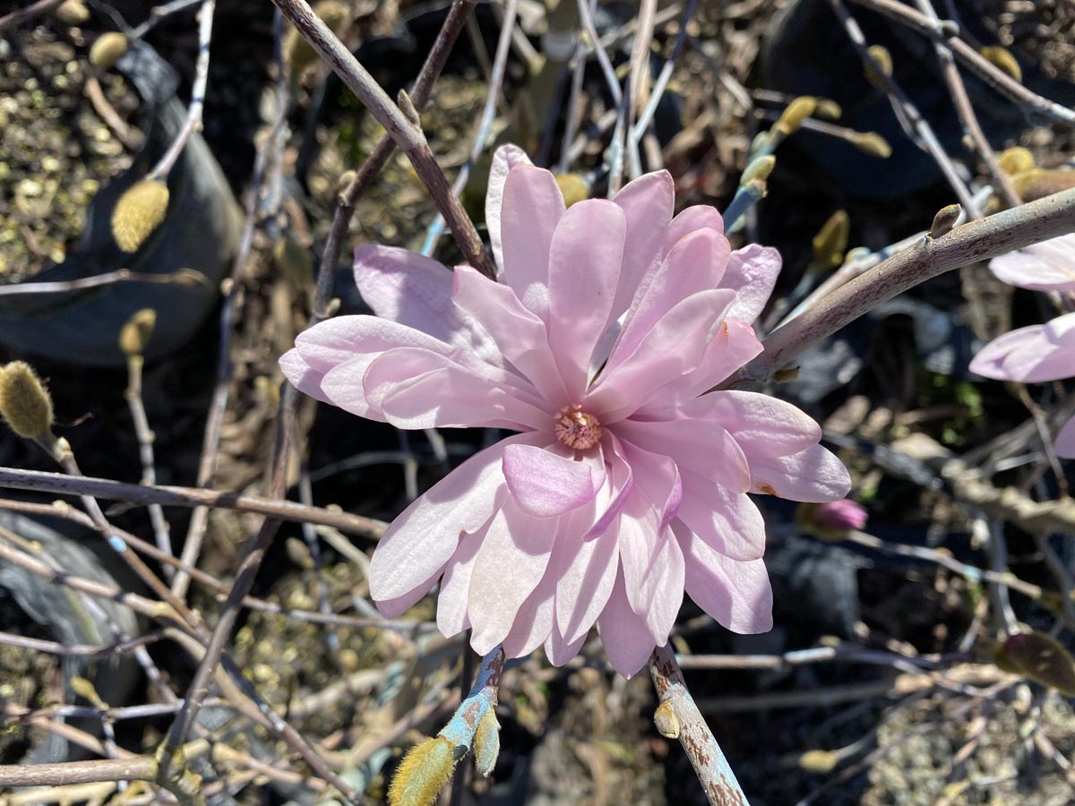 Magnolia stellata ‘Jane Platt’ – Leval